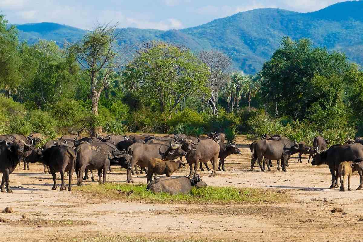 The 9 Best Places To See The Big 5 Animals