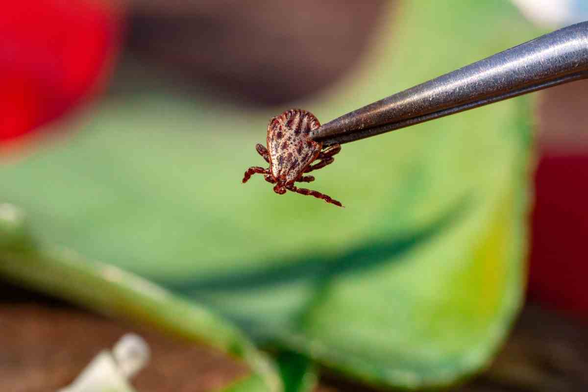 Are There Chiggers In Florida?