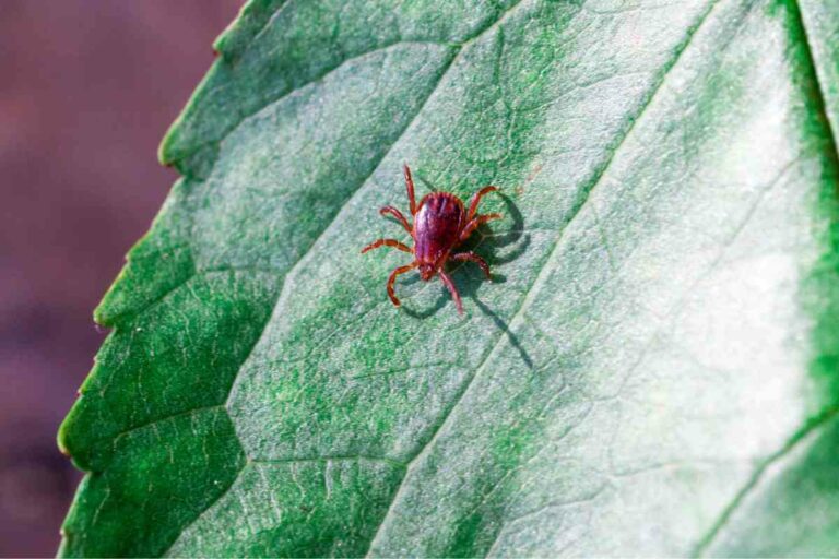 Are There Chiggers In Florida?