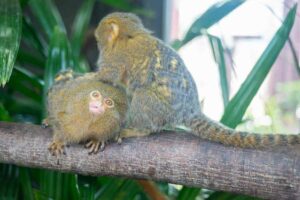 Where To See Finger Monkeys & 15 Pygmy Marmosets Facts